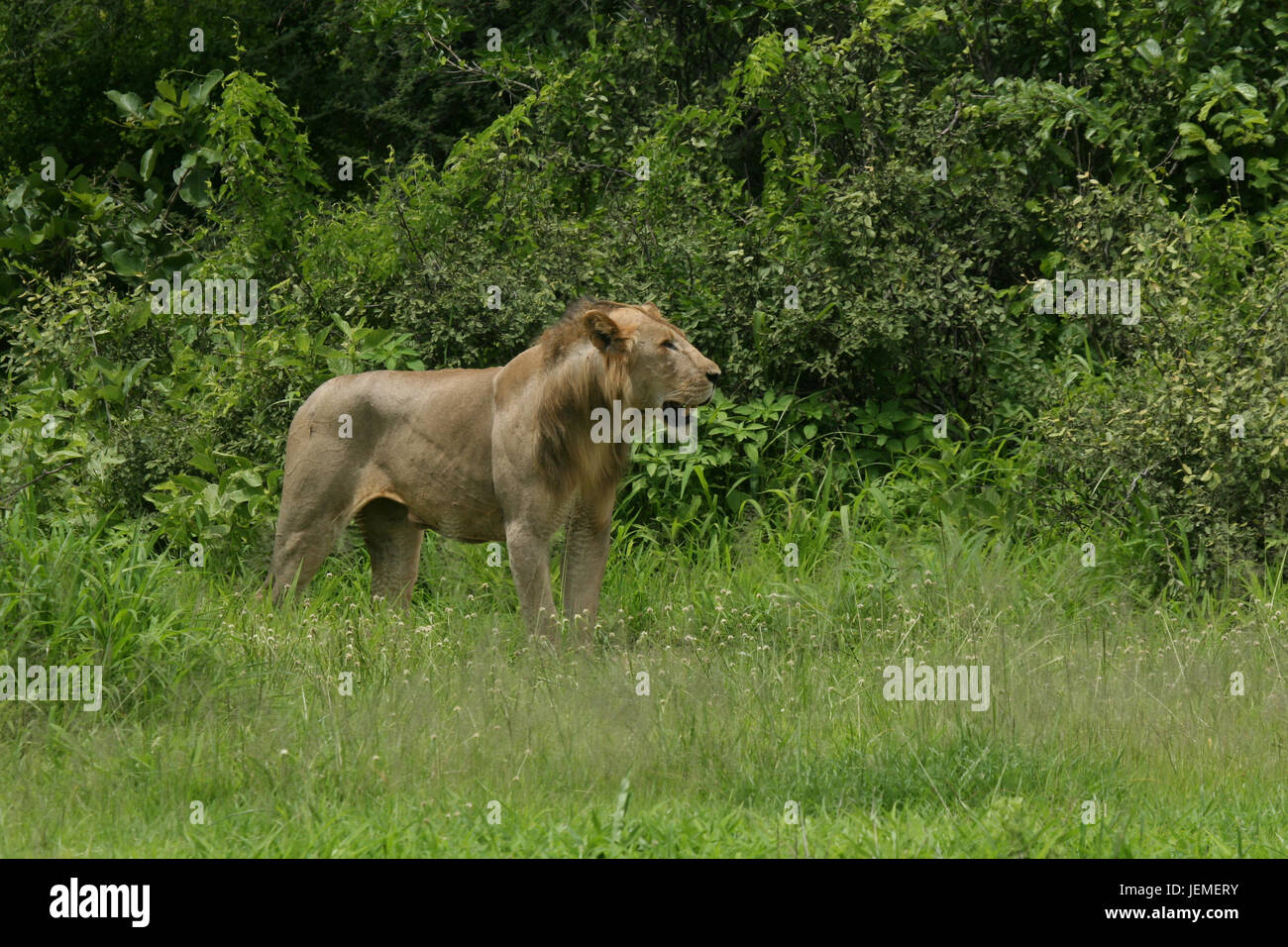 Lion wild dangerous mammal africa savannah Kenya Stock Photo - Alamy