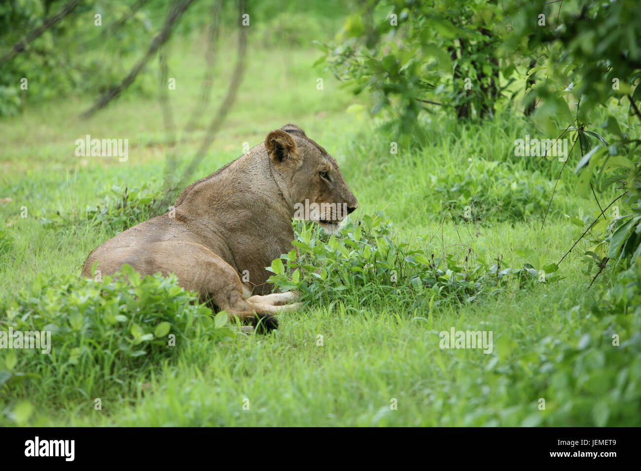 Lion wild dangerous mammal africa savannah Kenya Stock Photo - Alamy