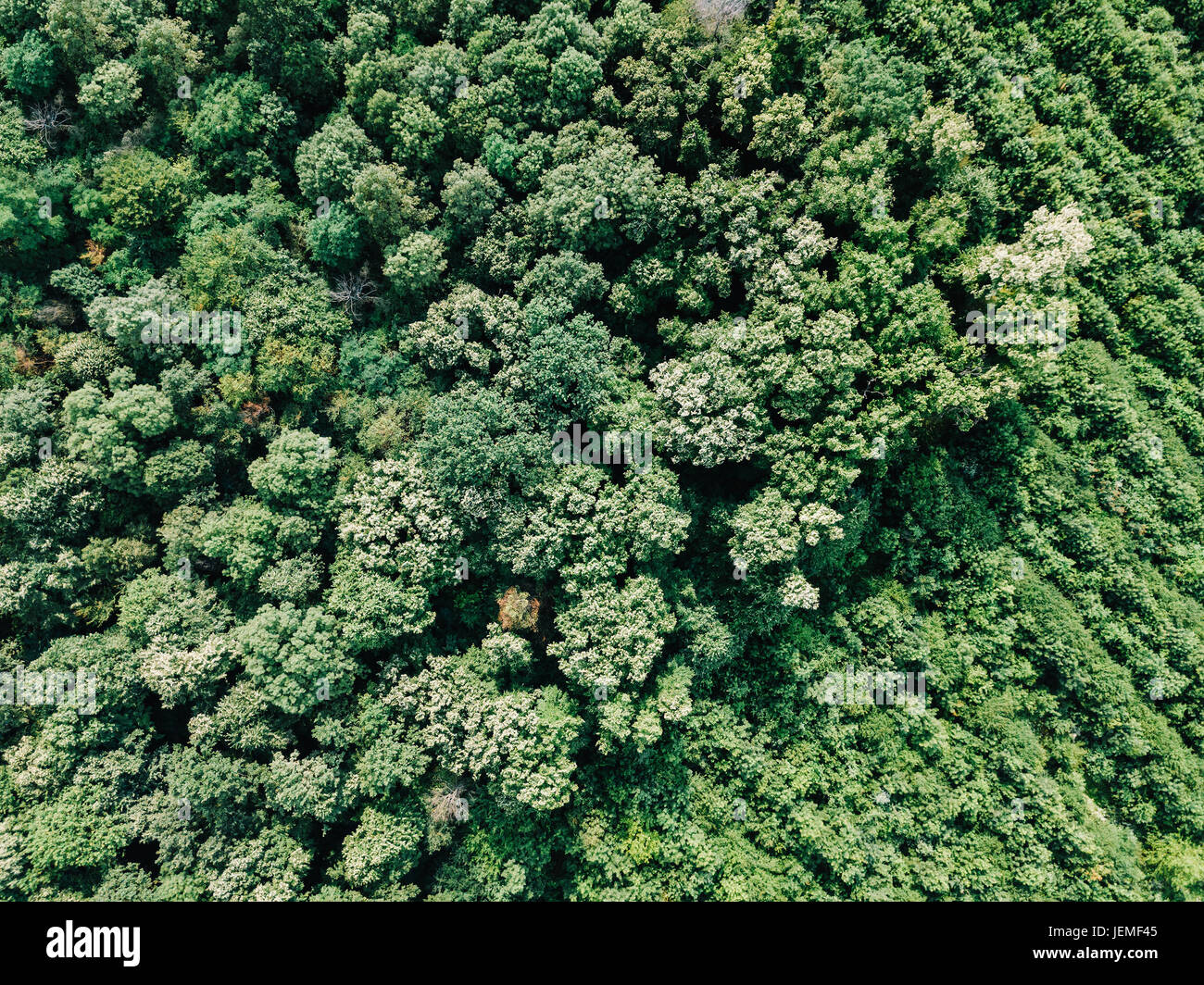 Aerial Drone Flyover View Of Large Green Forest In Summer Stock Photo ...
