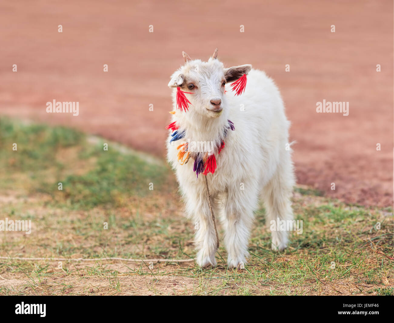 Tibetan goat hi-res stock photography and images - Alamy
