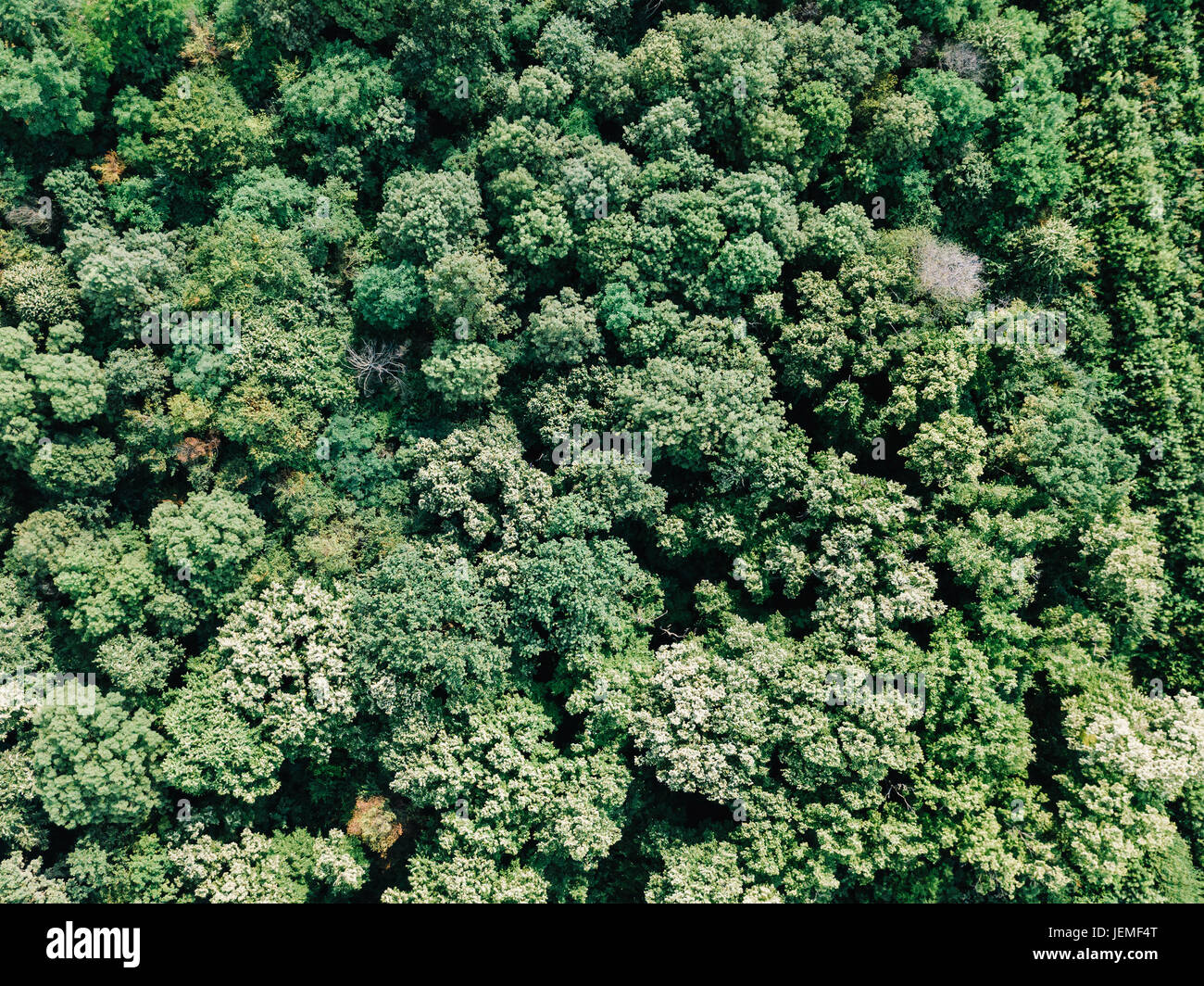 Aerial view of green treetops hi-res stock photography and images - Alamy