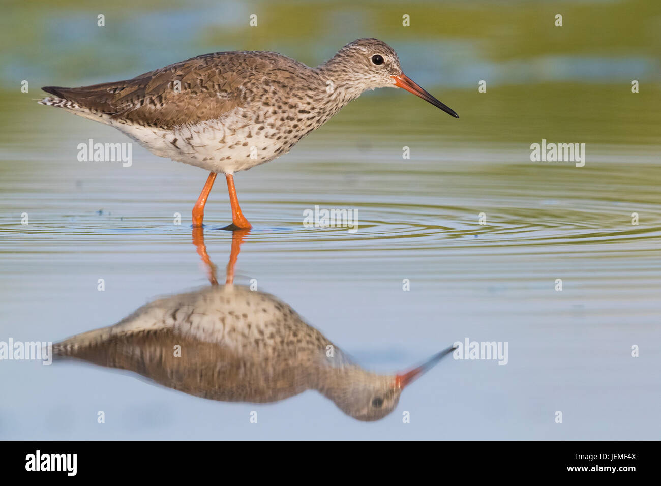 Tringa totanus charadriiformes hi-res stock photography and images - Alamy