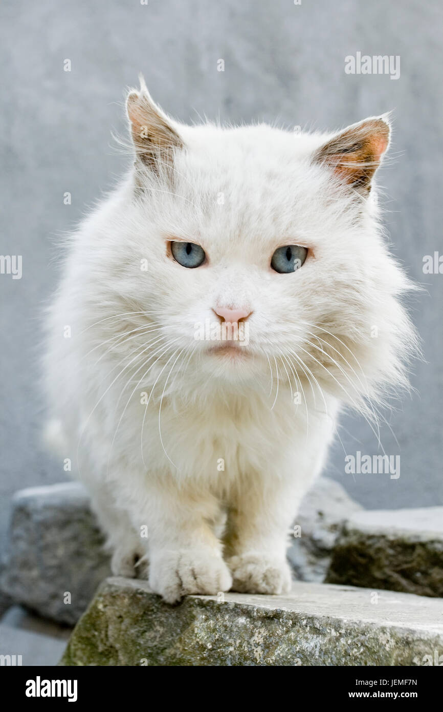 White curious cat with intense blue eyes with a gray wall as background ...