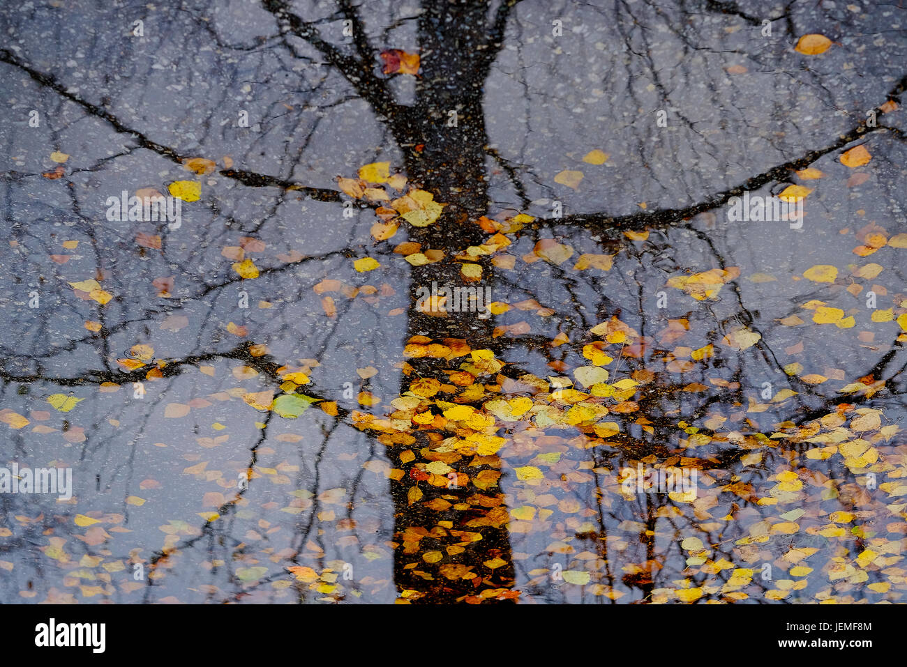 Reflecting in puddle hi-res stock photography and images - Alamy
