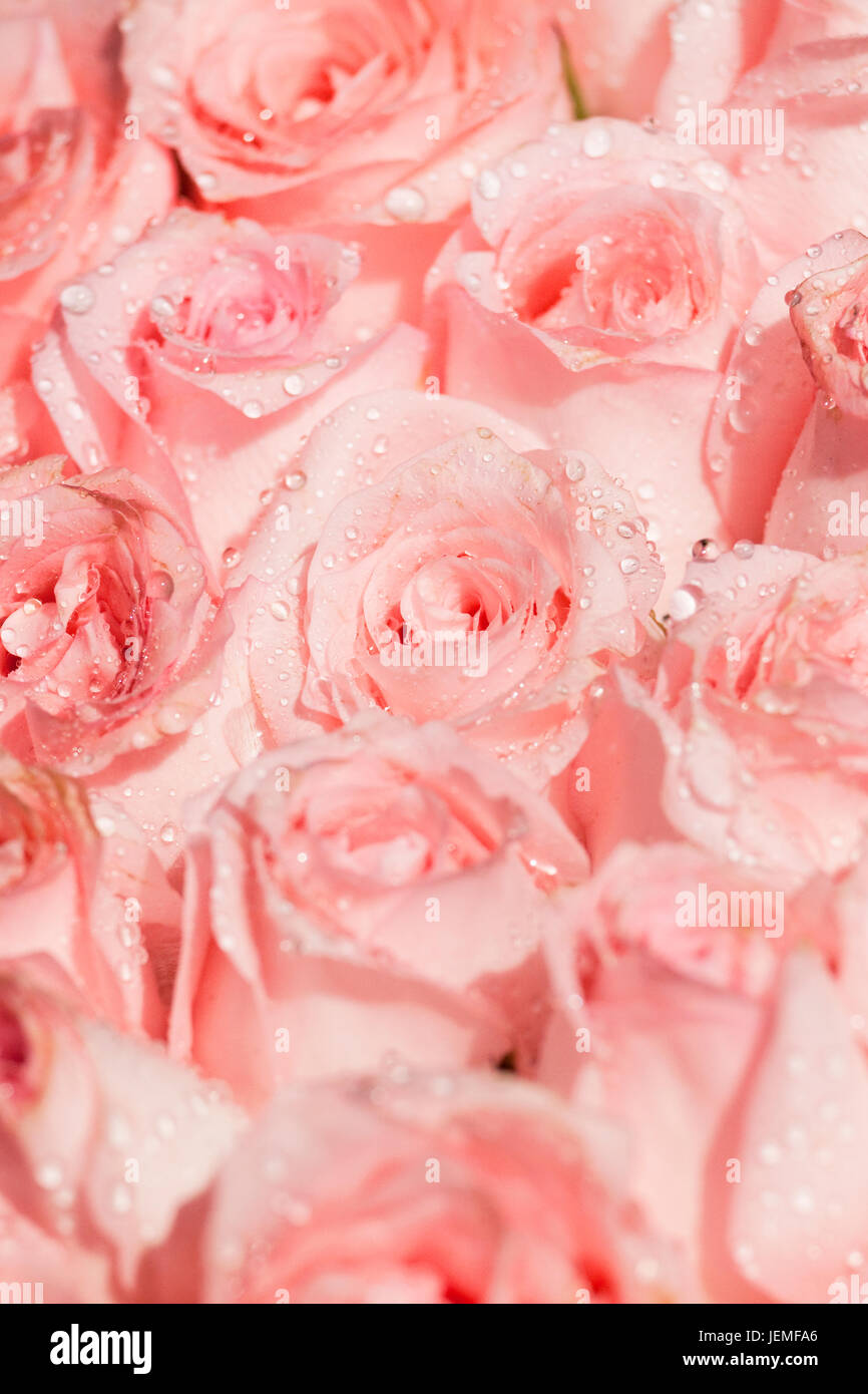 Romantic pink roses with droplets Stock Photo - Alamy