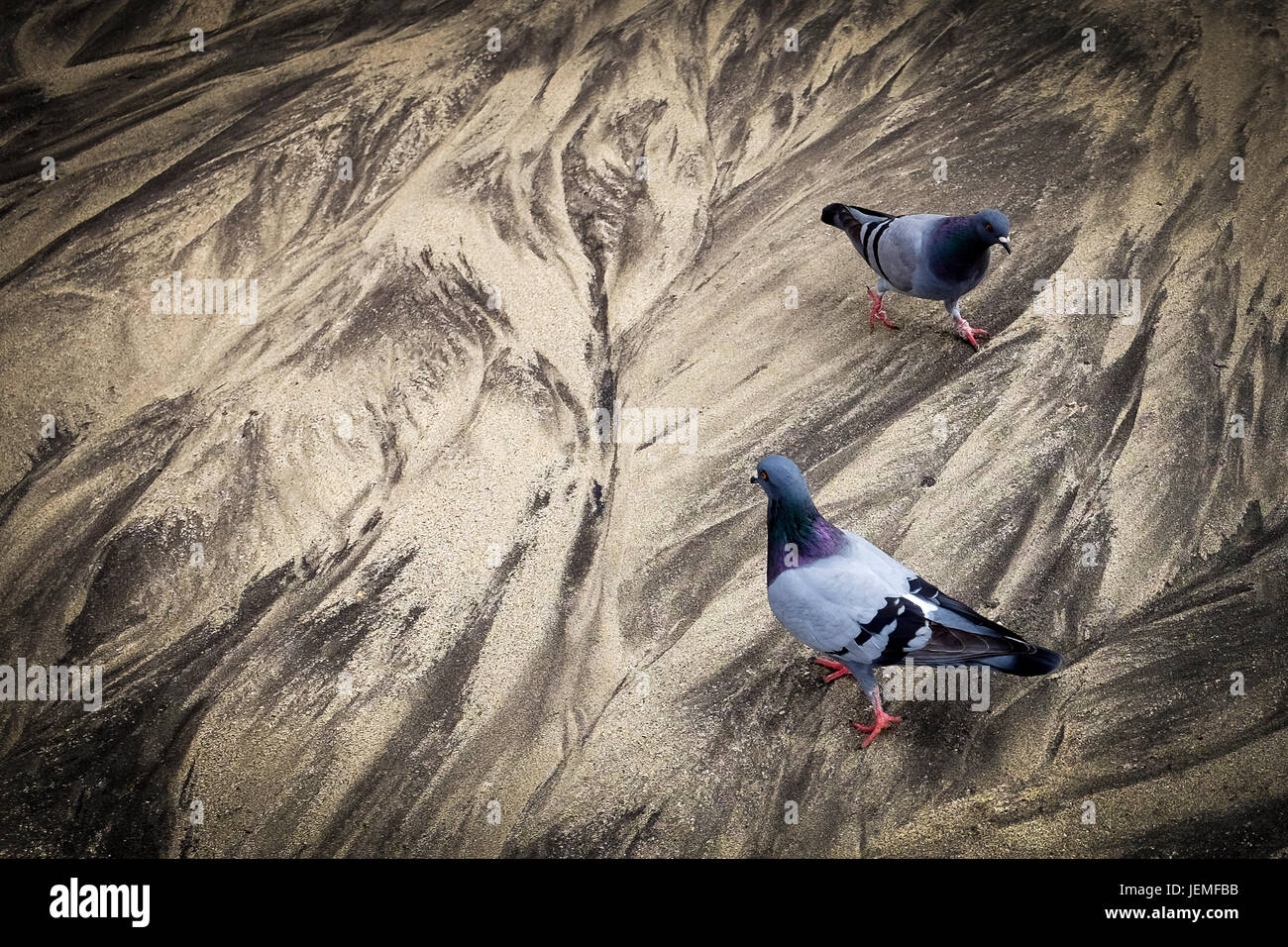 Two pigeons walking on the beach hi-res stock photography and images ...