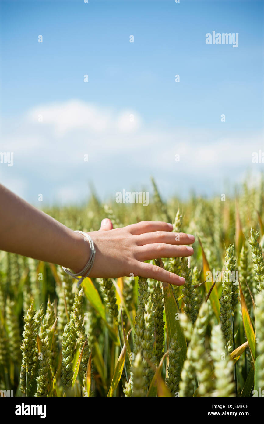 Hand above green wheat Stock Photo - Alamy