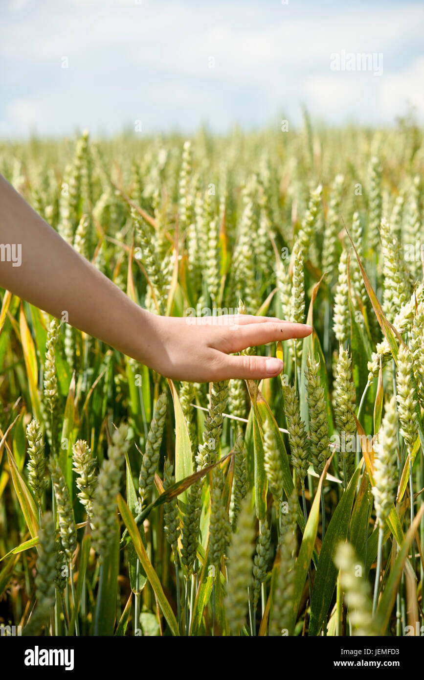Hand above green wheat Stock Photo - Alamy