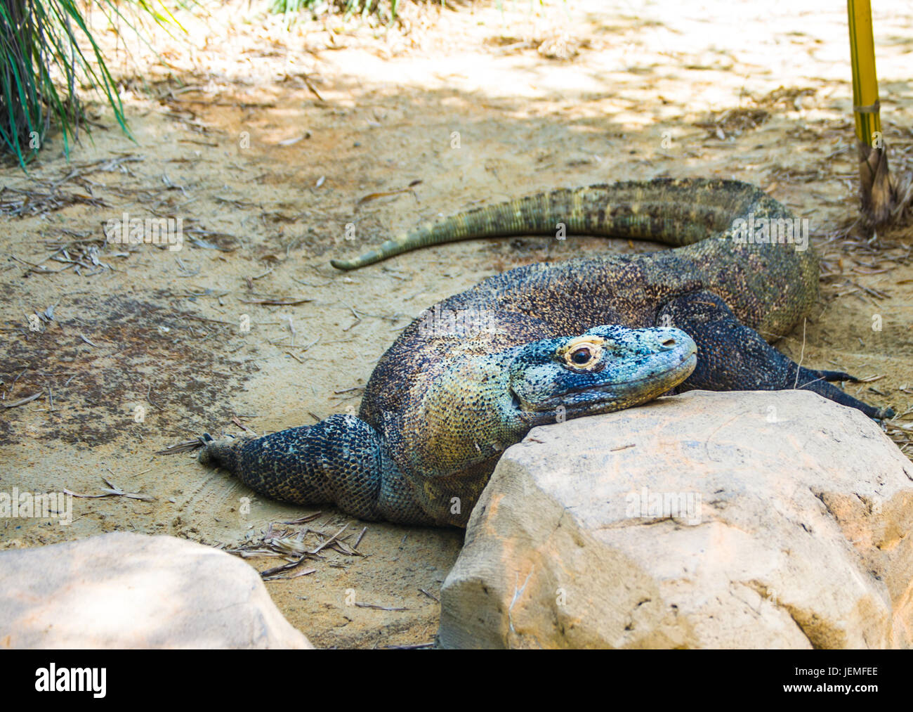 Largest living lizard hi-res stock photography and images - Alamy