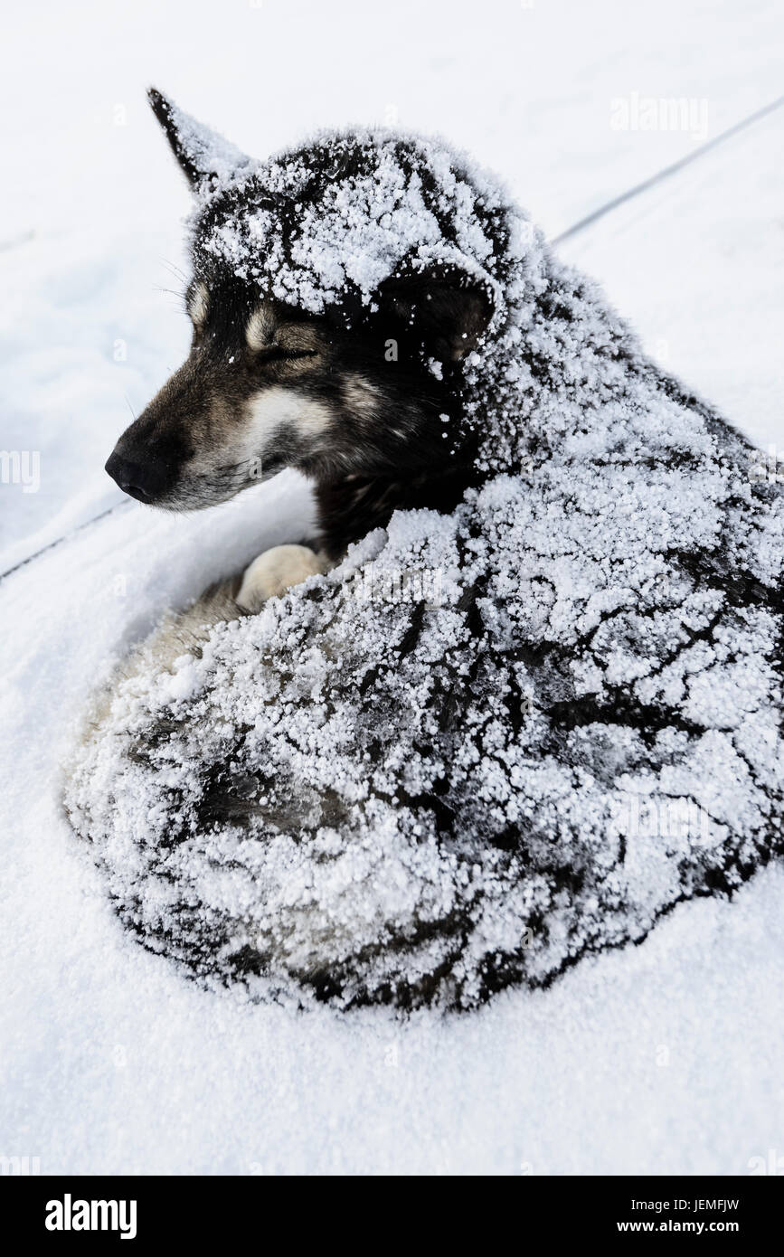 Dog covered by snow Stock Photo - Alamy