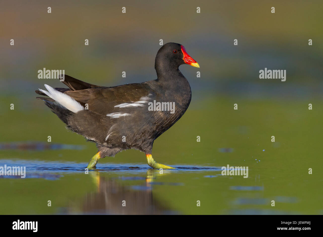 Common Moorhen (Gallinula chloropus), adult walking in shallow water ...