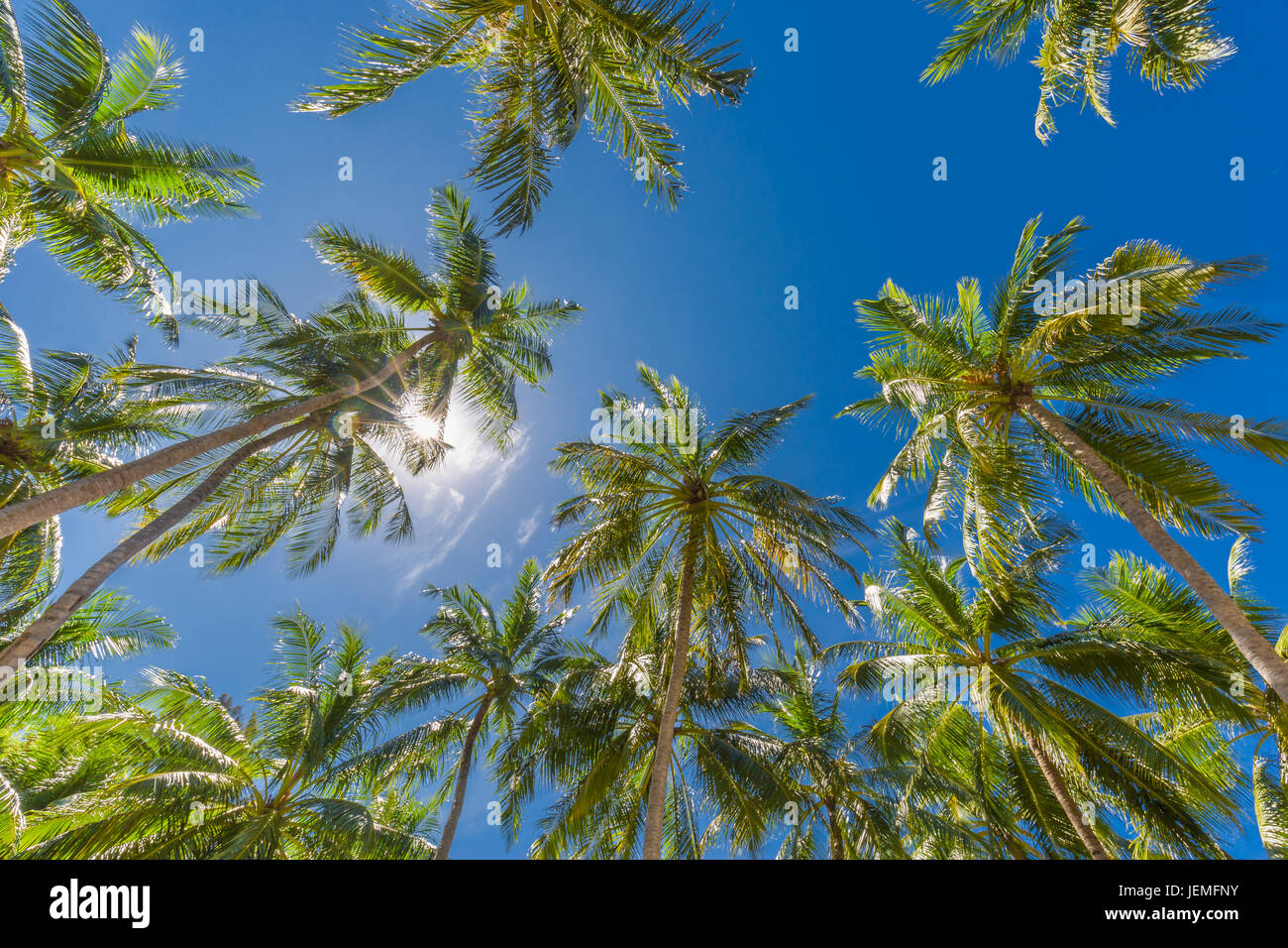 Amazing green palm trees with blue sky. Nature background Stock Photo ...