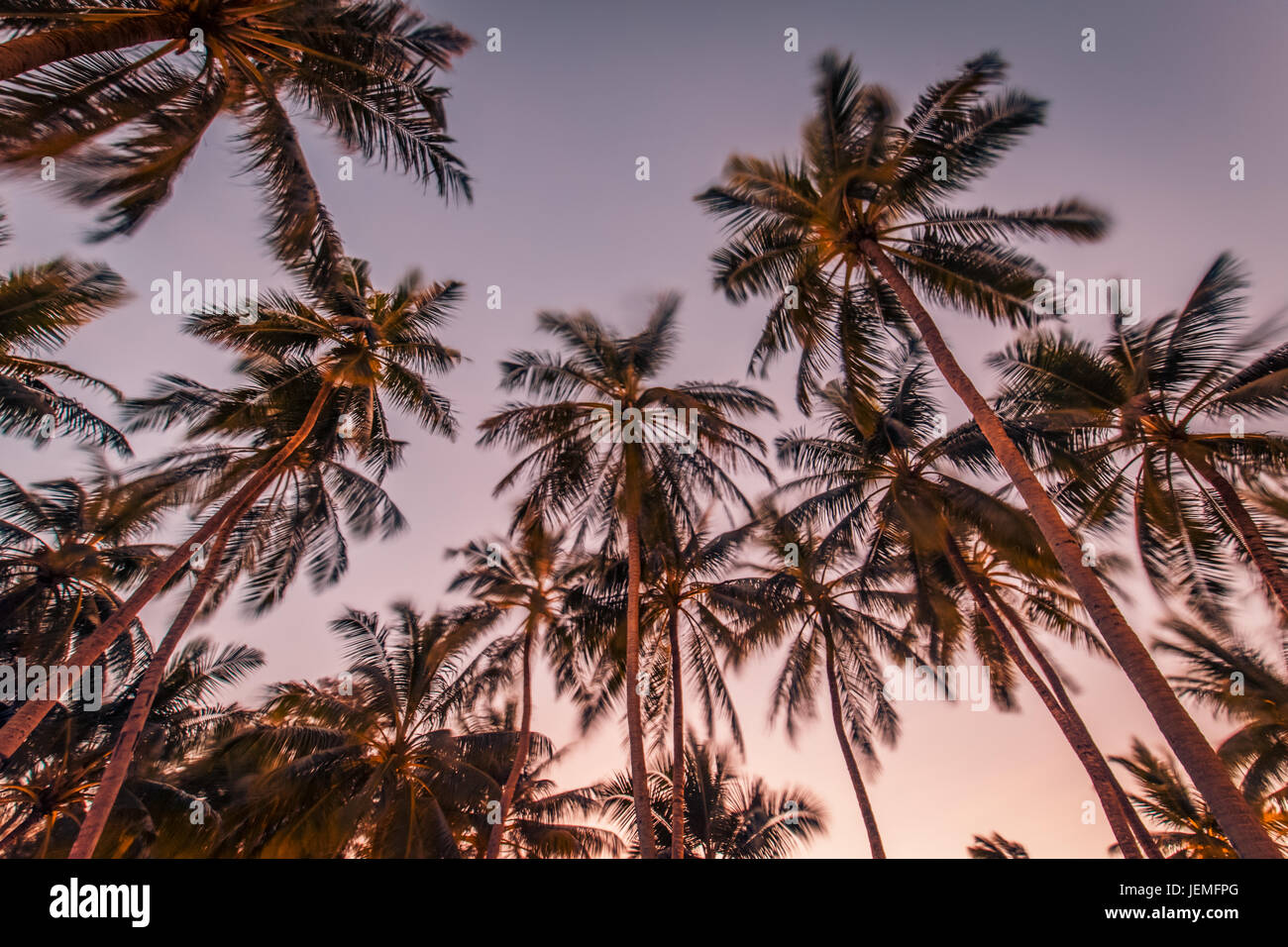 Amazing green palm trees with blue sky. Nature background Stock Photo ...