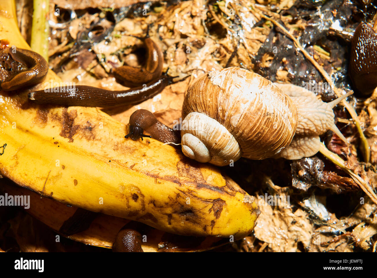 Group of slugs eating in the garden. Spanish slug (Arion vulgaris ...
