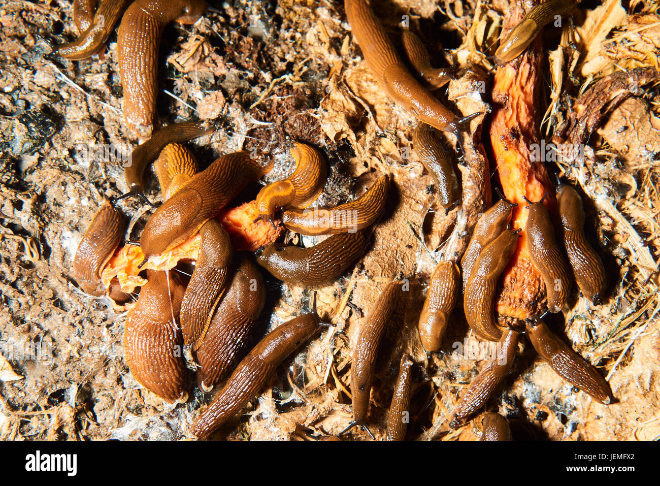 Spanish slugs arion vulgaris eating hi-res stock photography and images ...