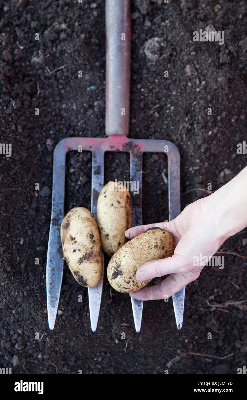 Hand holding potato, pitchfork and dirt on background Stock Photo - Alamy