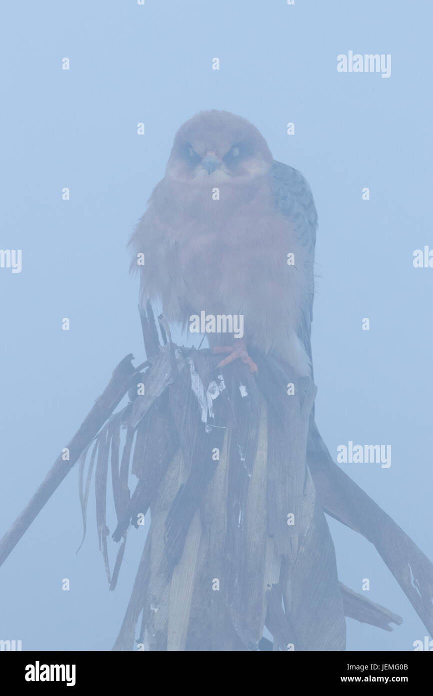 Red-footed Falcon (Falco vespertinus), adult female sleeping on a dead ...