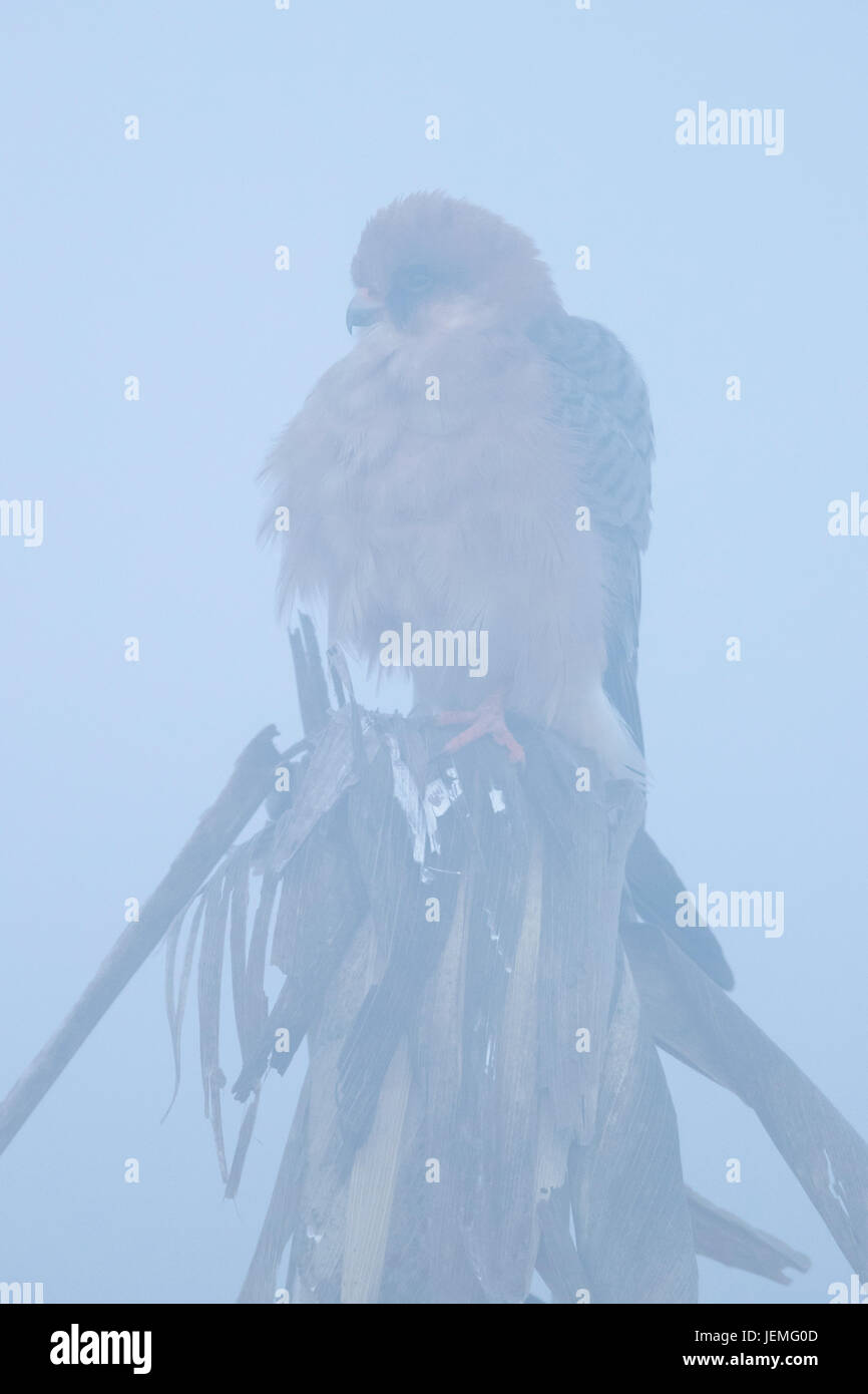 Red-footed Falcon (Falco vespertinus), adult female sleeping on a dead ...