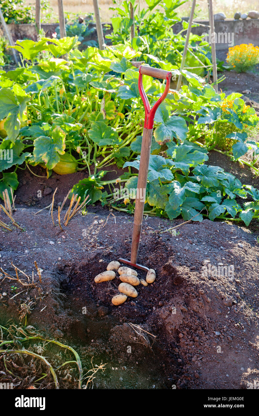 Spade and potatoes on vegetable patch Stock Photo - Alamy