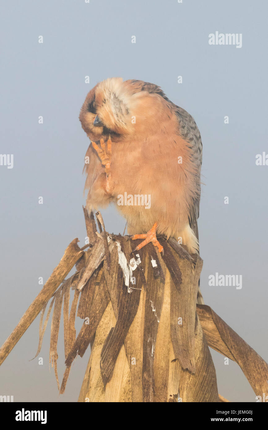 Red-footed Falcon (Falco vespertinus), adult female scratching her head ...