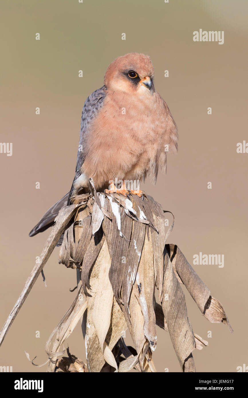 Italian birds of prey hi-res stock photography and images - Alamy