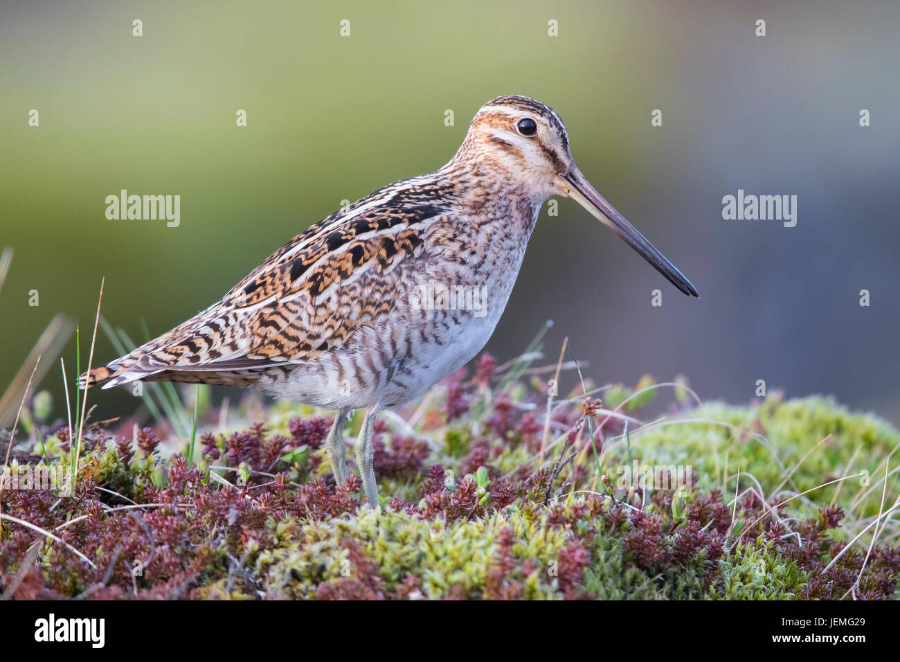 Gallinago gallinago hi-res stock photography and images - Alamy