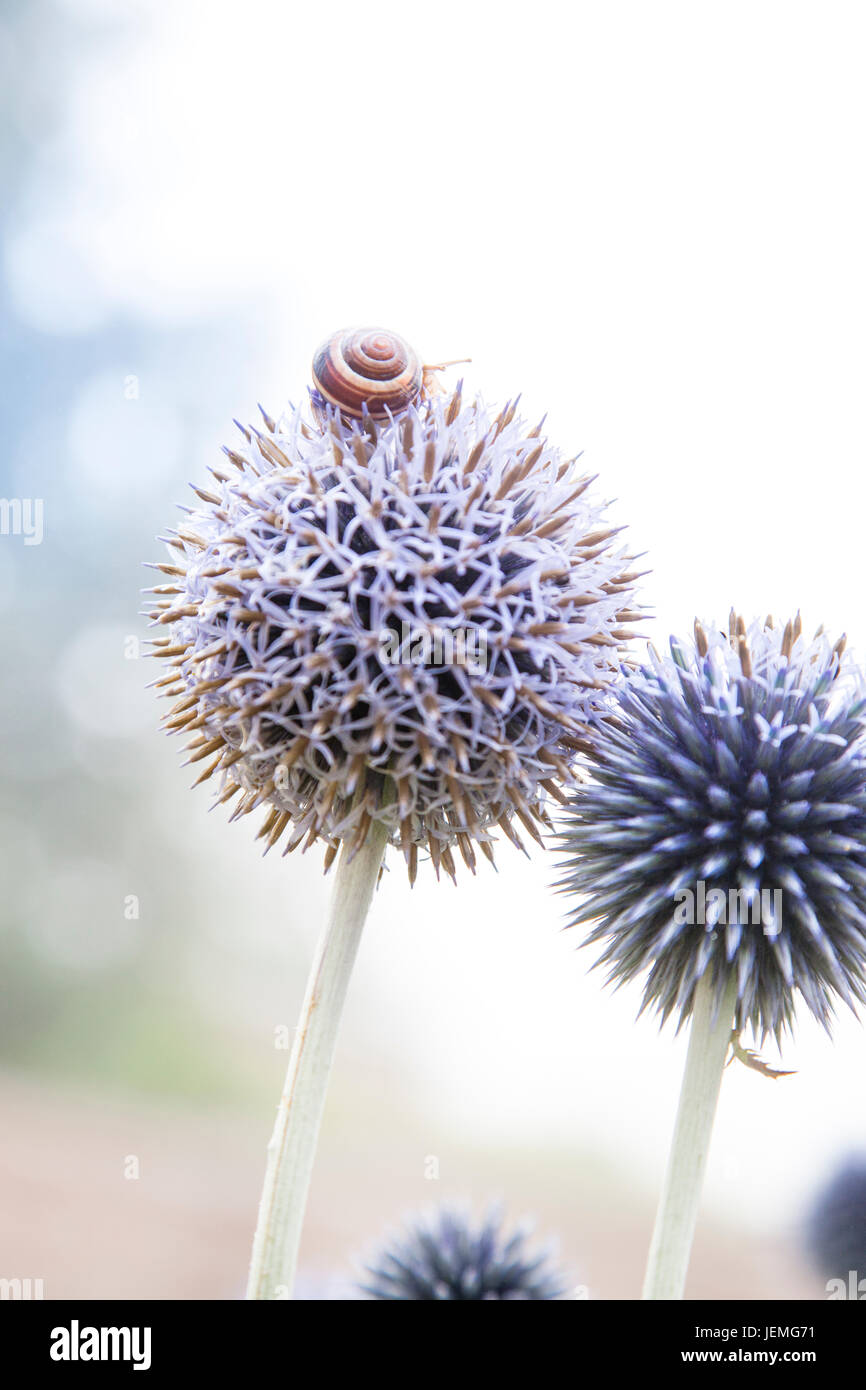 Snail on purple flower Stock Photo - Alamy