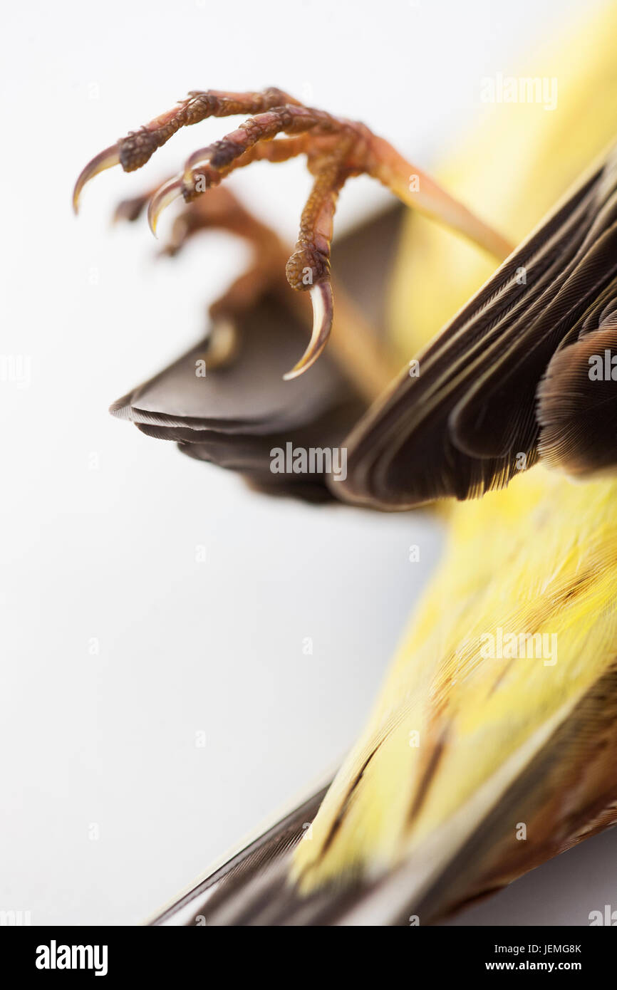 Bird claws hi-res stock photography and images - Alamy