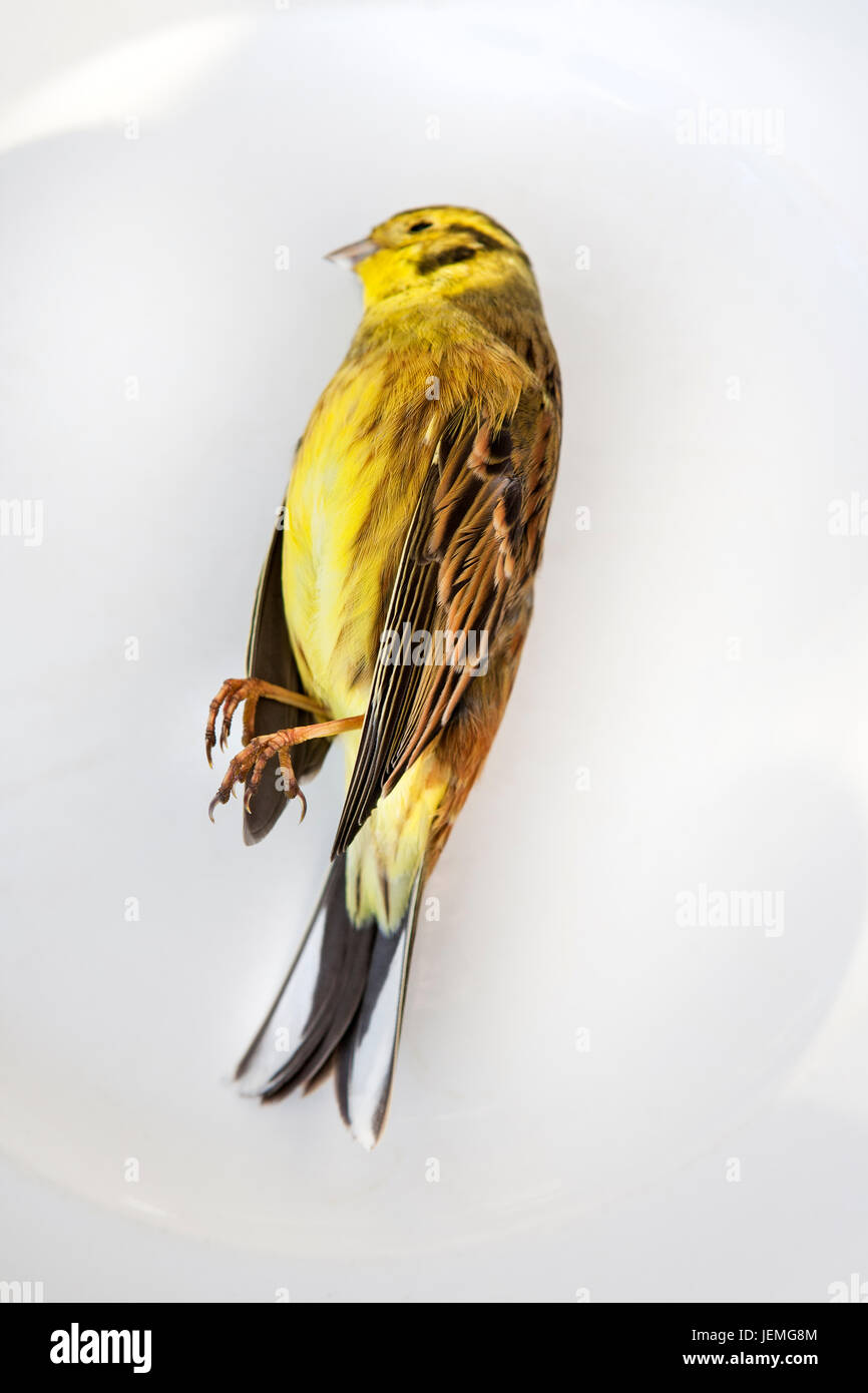 Close-up of yellow dead bird Stock Photo - Alamy