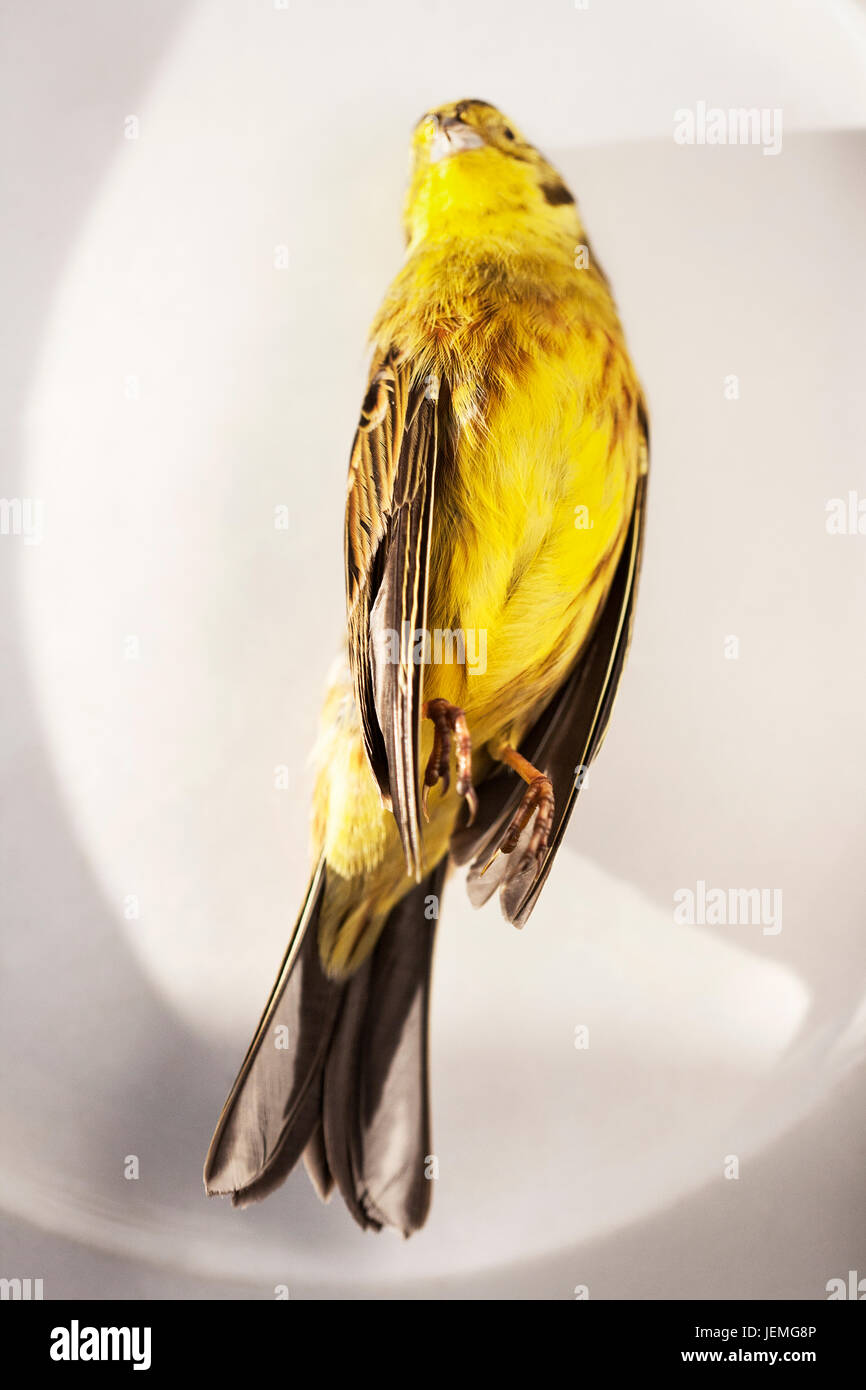 Dead body lying on back hi-res stock photography and images - Alamy