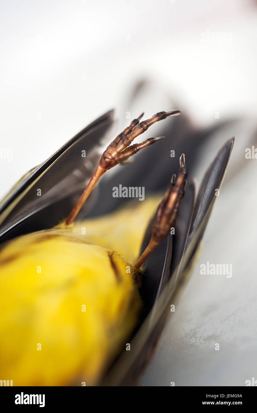 Close-up of dead bird claws Stock Photo - Alamy