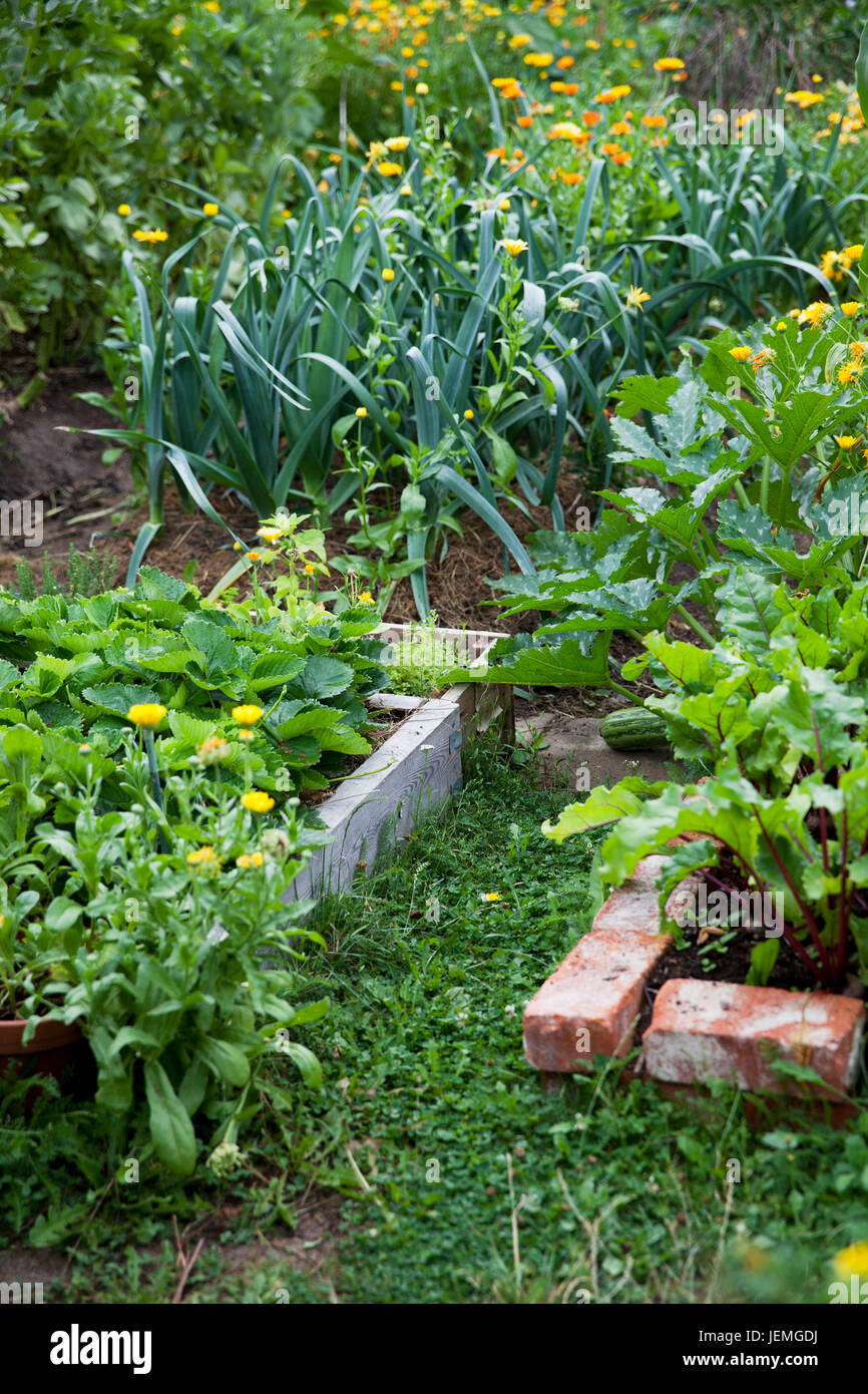 Leek vegetable plot hi-res stock photography and images - Alamy