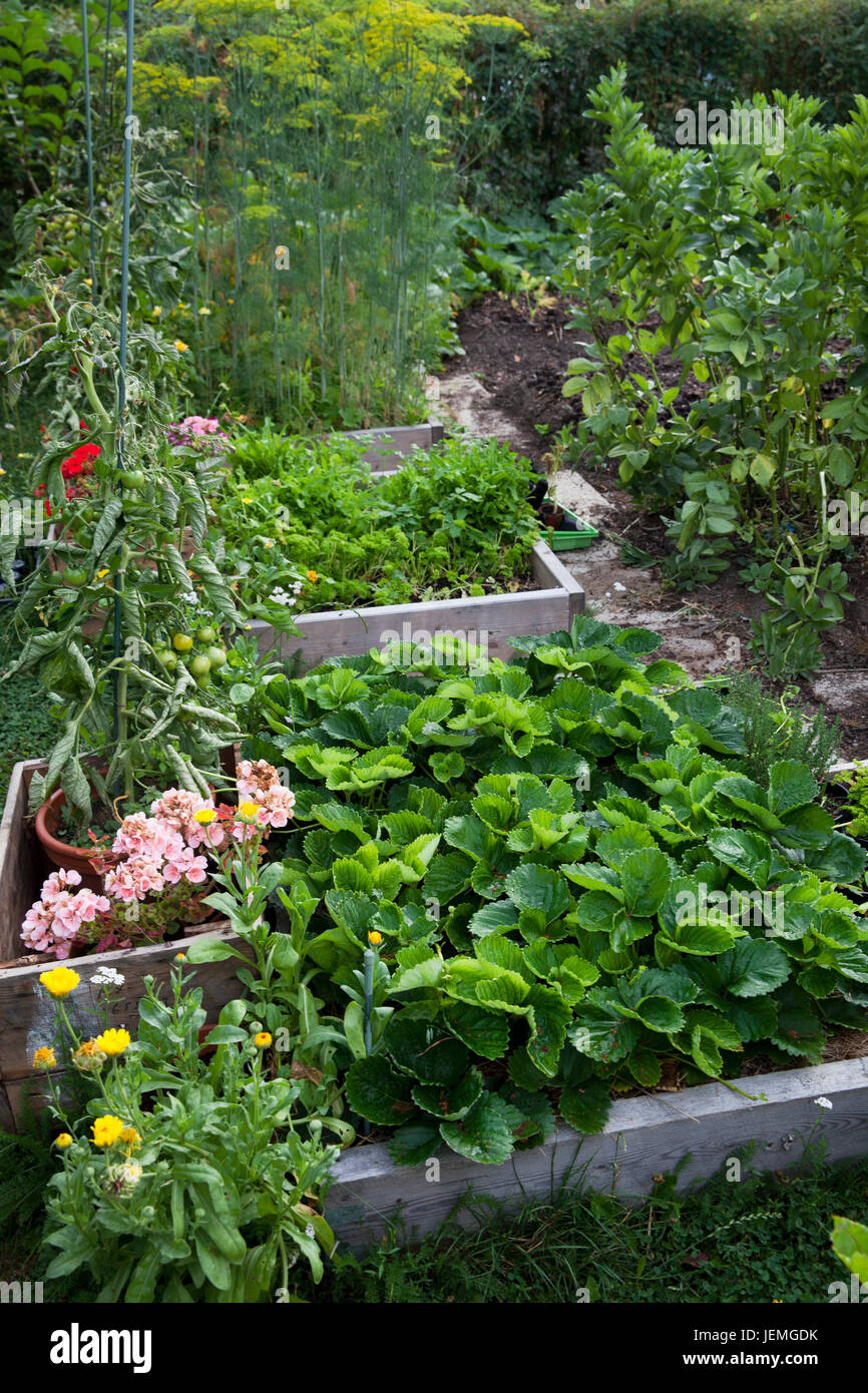 Berry patch hi-res stock photography and images - Alamy