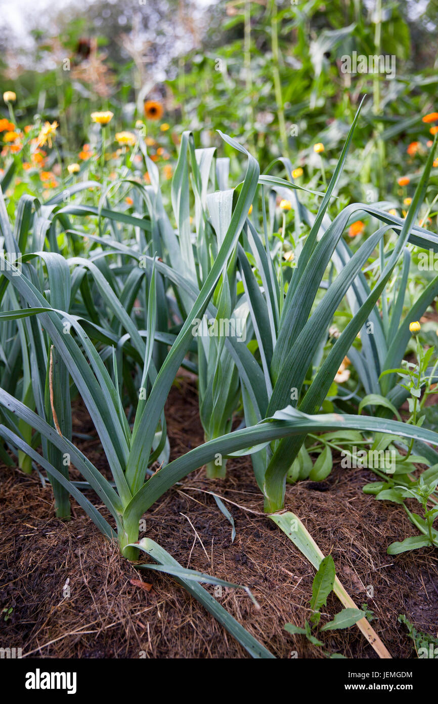 Leek vegetable plot hi-res stock photography and images - Alamy