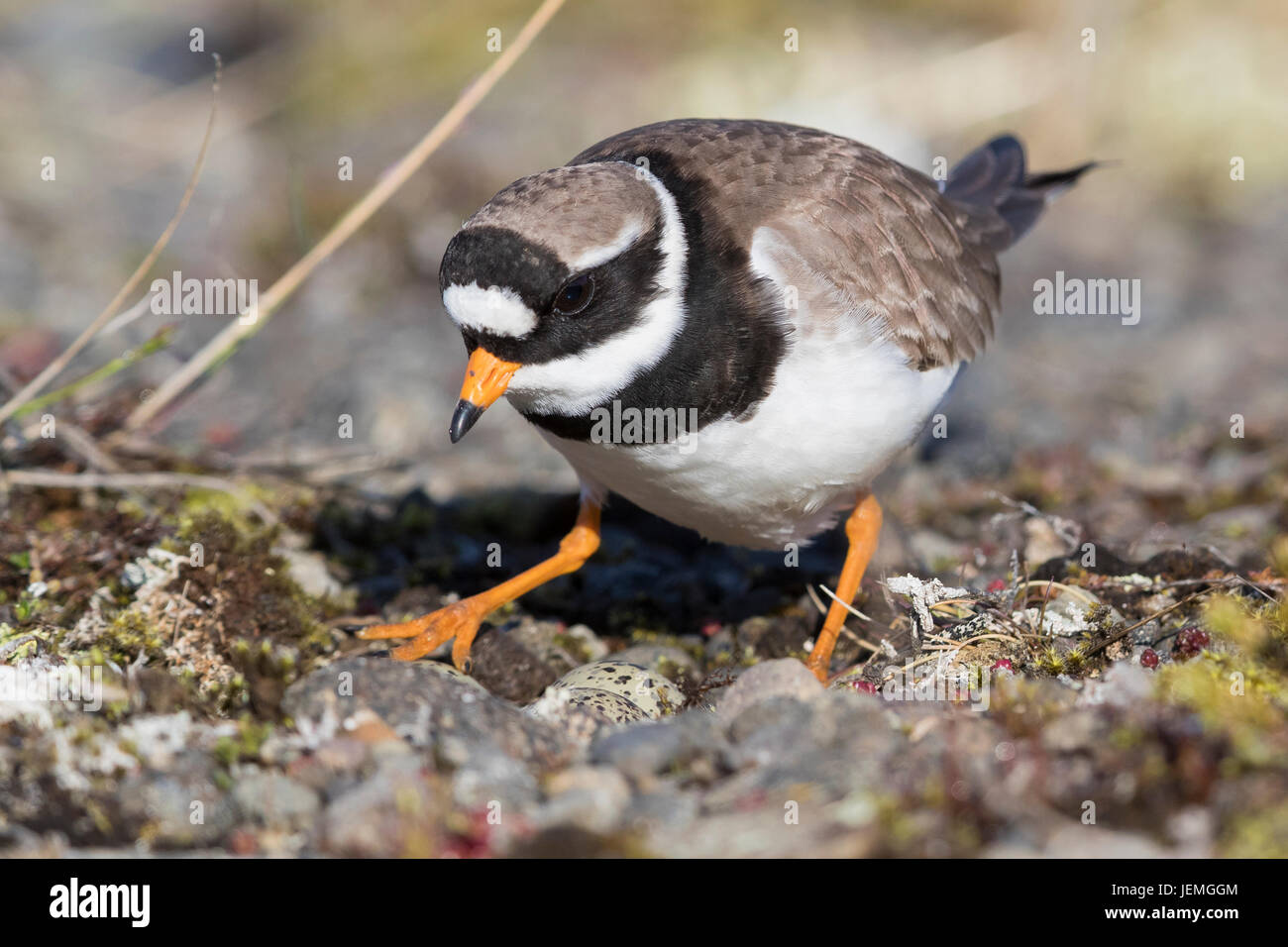 Ringed Plover (Charadrius hiaticula psammodromus), adult female sitting ...
