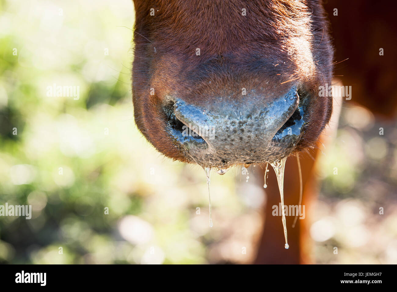 Horse Snout High Resolution Stock Photography and Images - Alamy