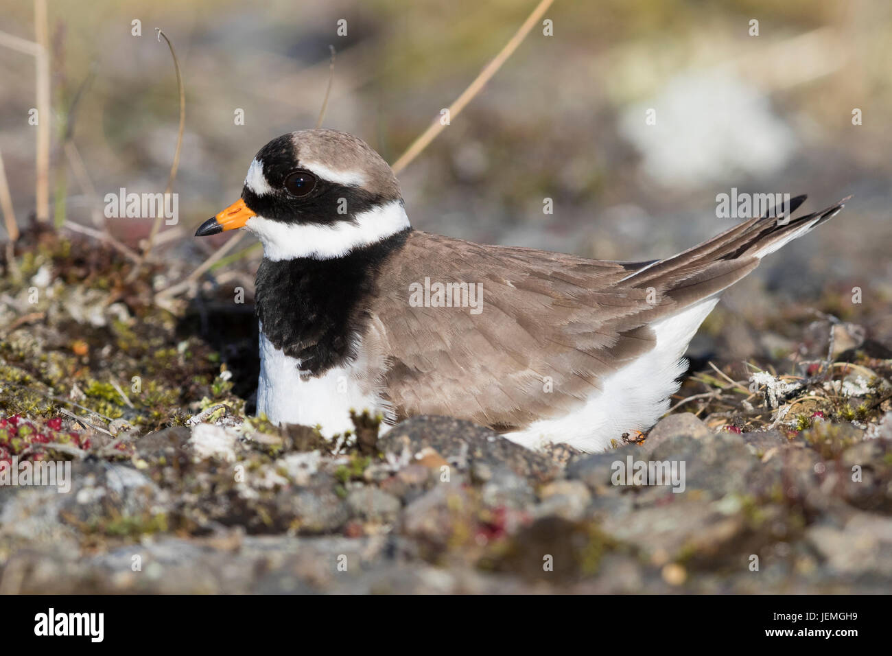 Ringed Plover (Charadrius hiaticula psammodromus), adult female sitting ...