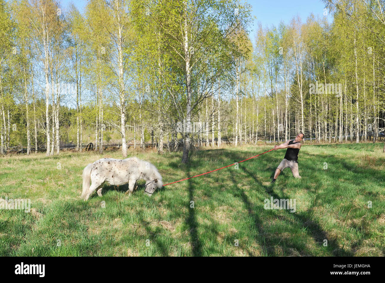Mature man pulling pony Stock Photo - Alamy