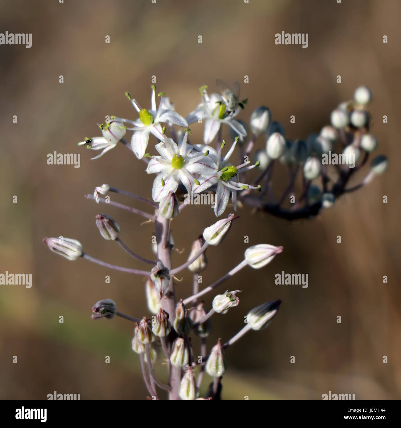 Delicate white flowers Stock Photo - Alamy