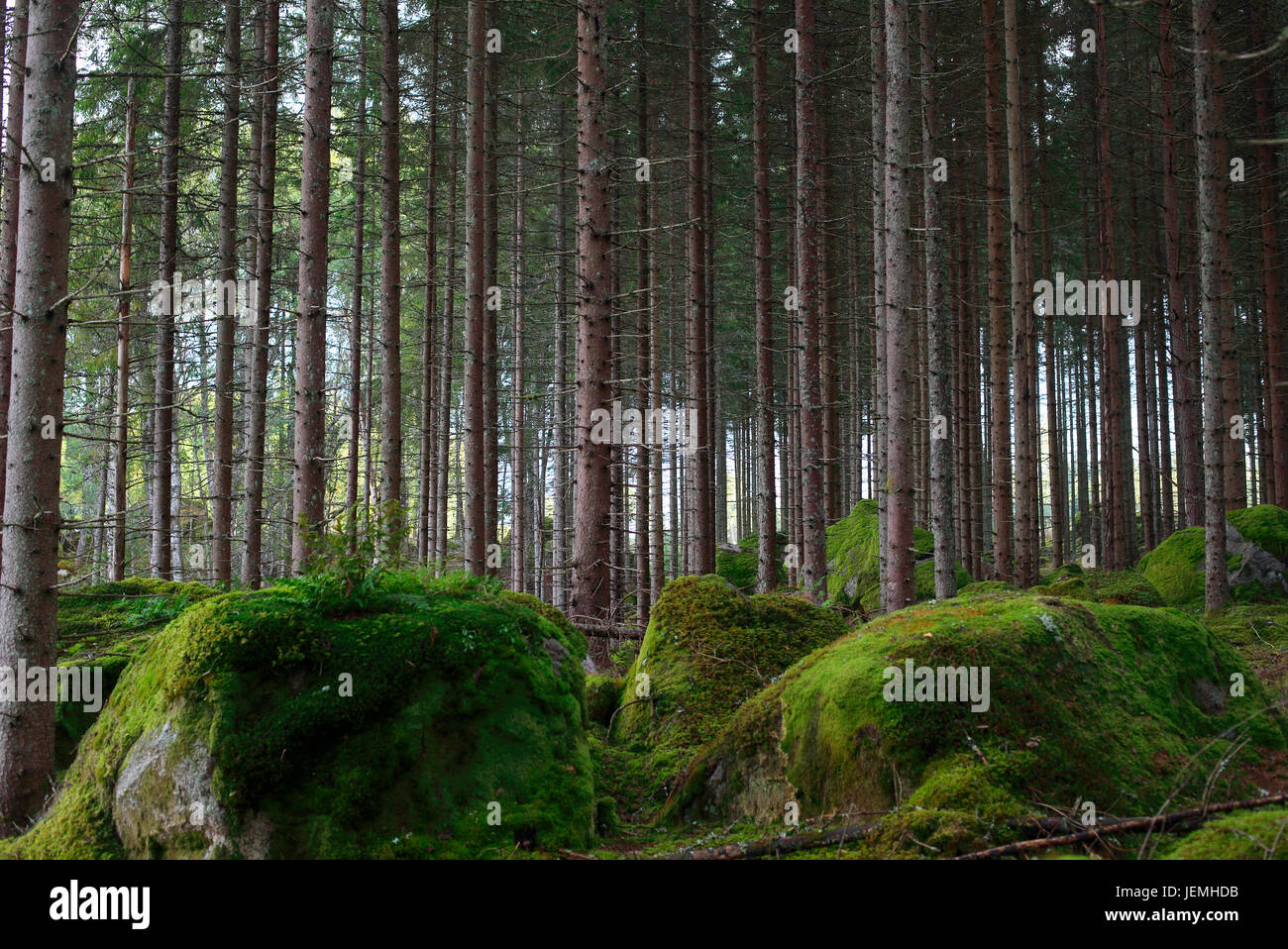 Mossy rocks in forest hi-res stock photography and images - Alamy