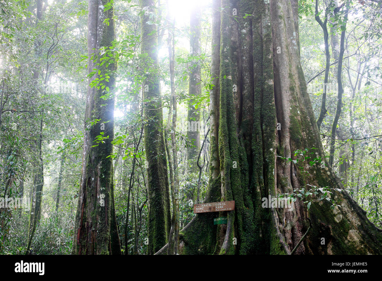 Old tree in forest Stock Photo - Alamy