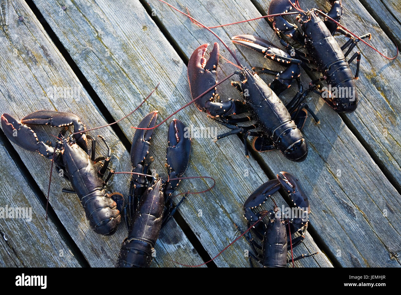 Crayfish material hi-res stock photography and images - Alamy