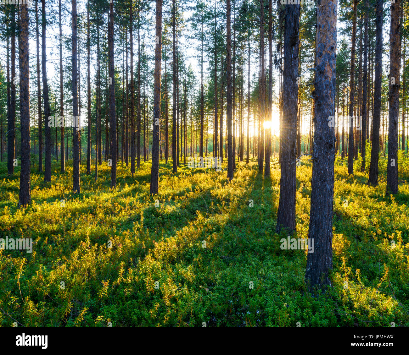 Sunlight filtering through trees in forest Stock Photo - Alamy