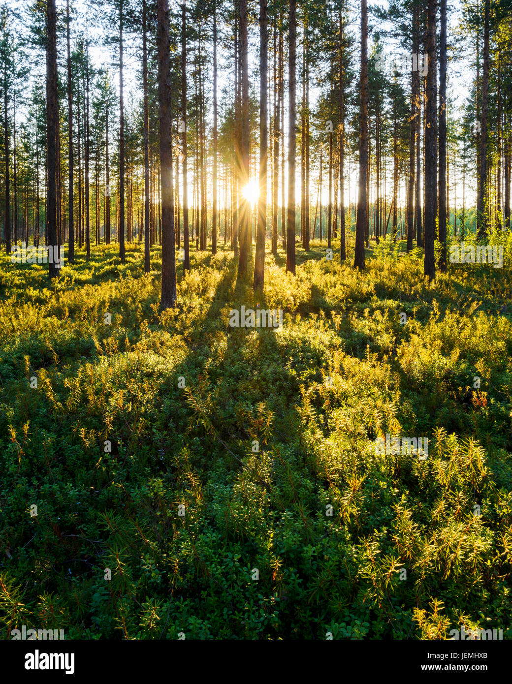 Sunlight filtering through trees in forest Stock Photo - Alamy