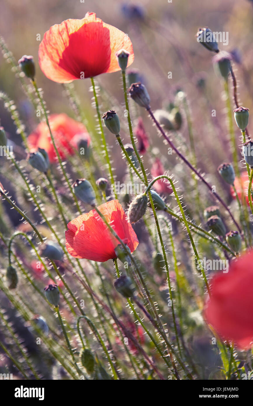 Red poppies, close-up Stock Photo - Alamy
