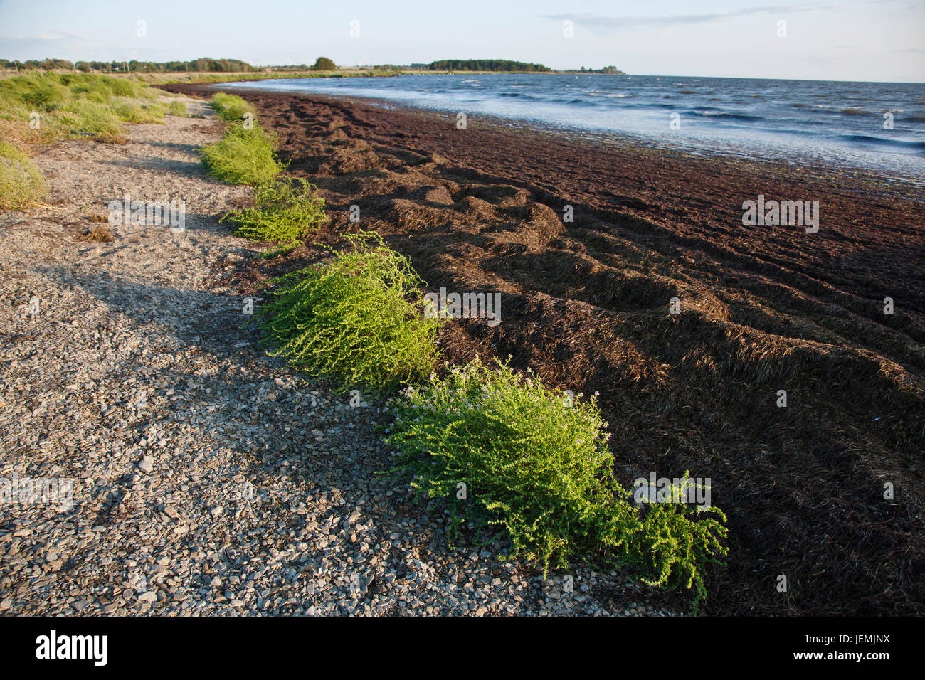Plants on beach Stock Photo - Alamy
