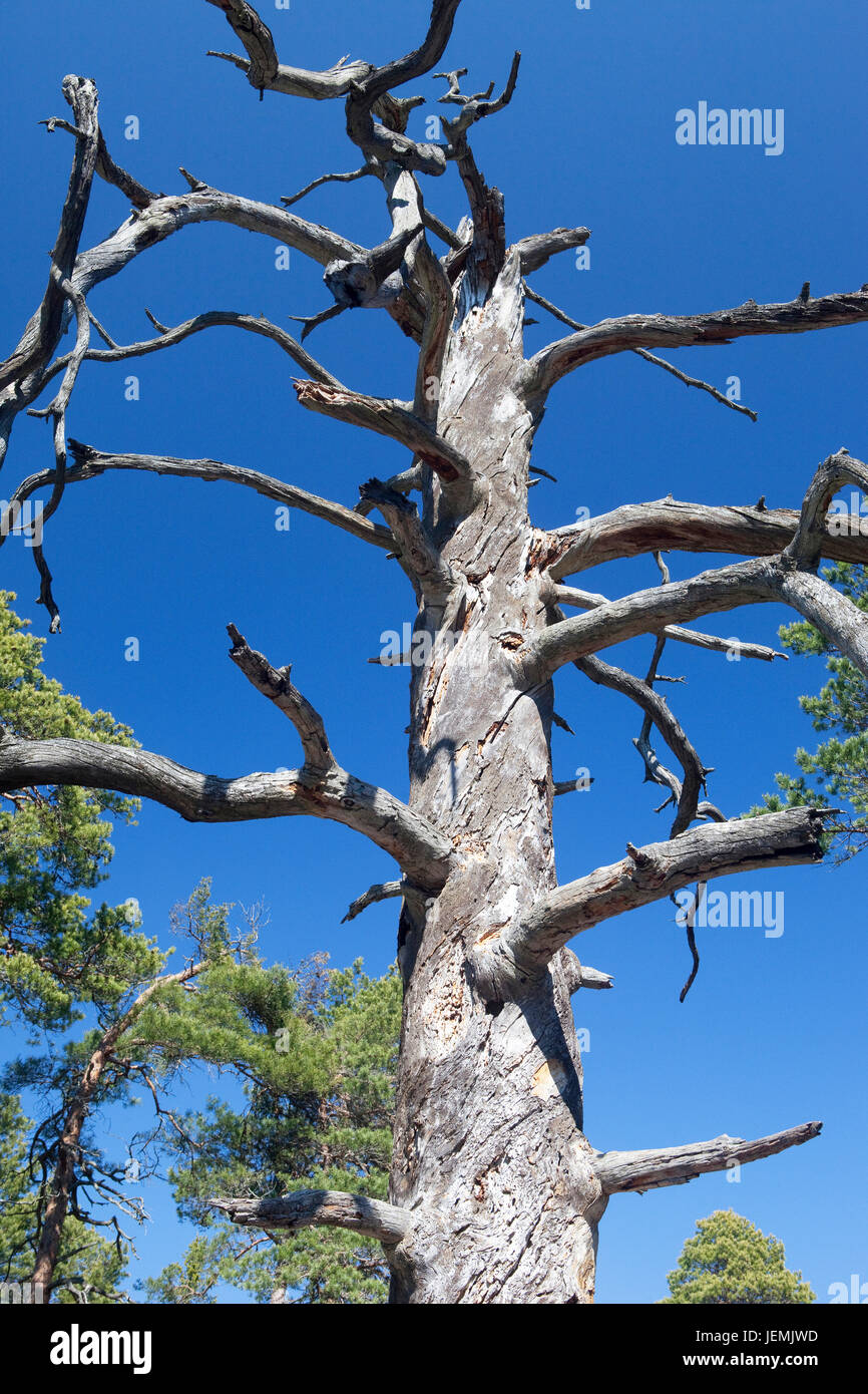 Tyresta national park hi-res stock photography and images - Alamy