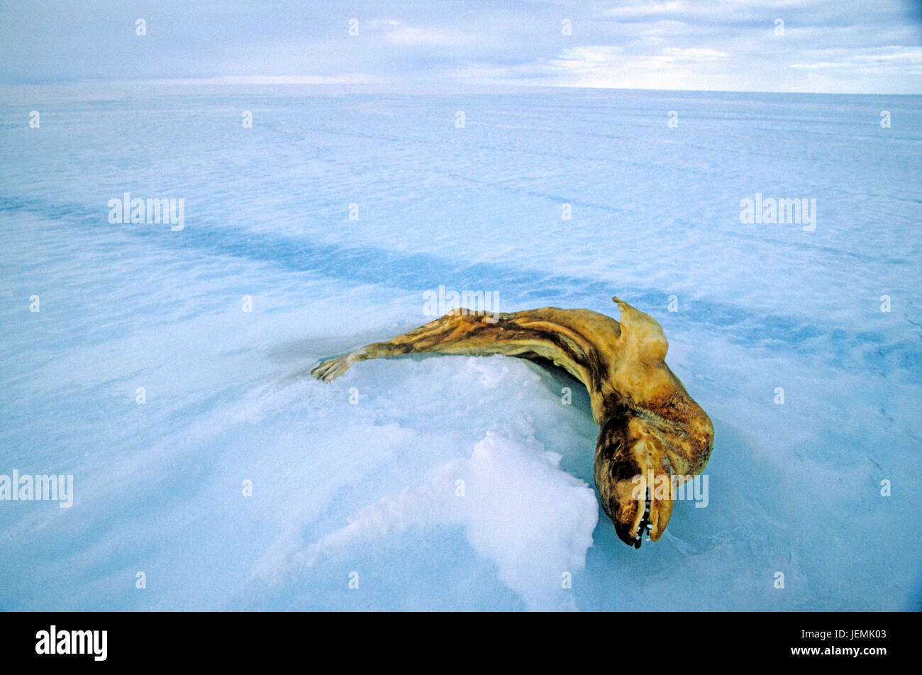 Dried fish on ice Stock Photo - Alamy