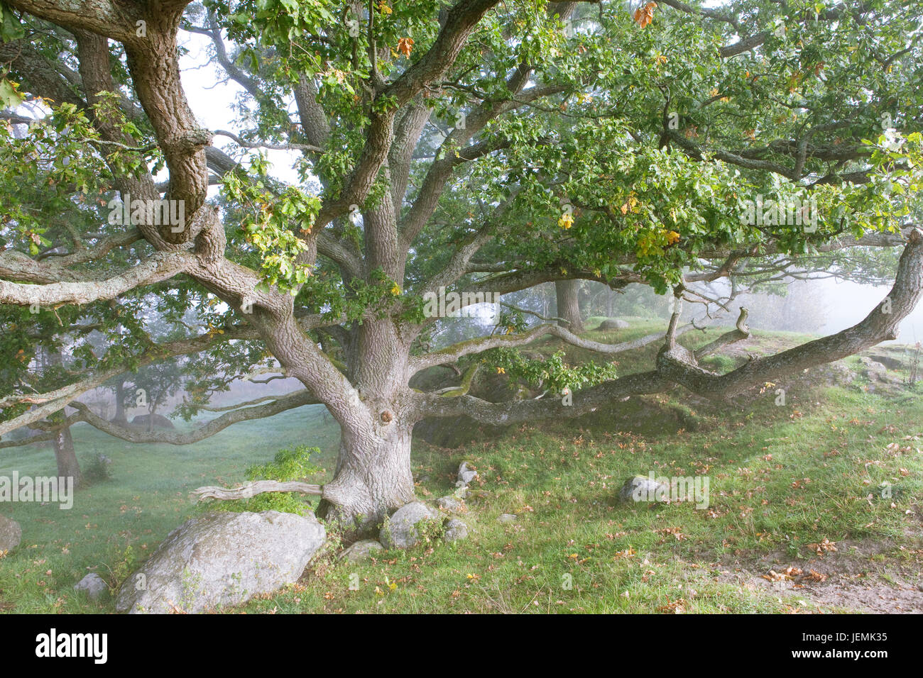 Old tree in fog Stock Photo - Alamy