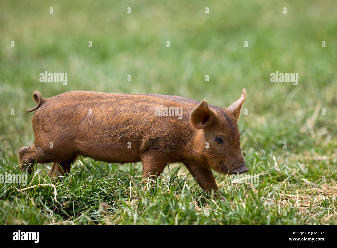 Iron age piglet in a meadow hi-res stock photography and images - Alamy